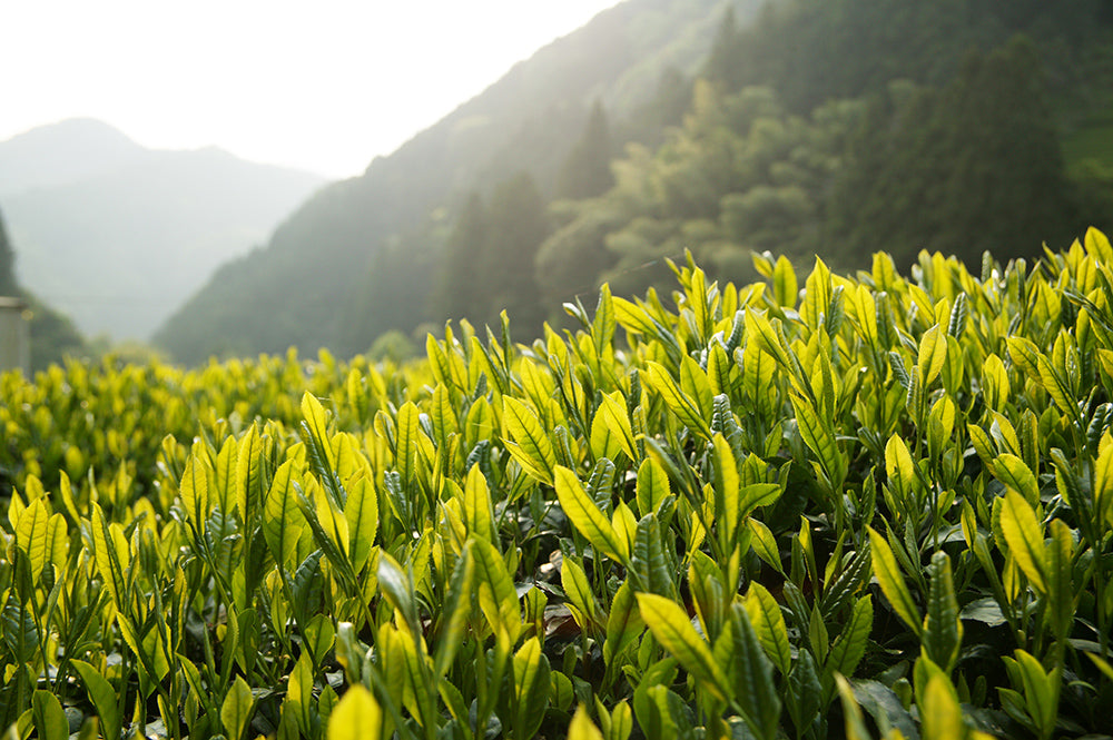 Taste the first tea harvest of 2025 at Værnedamsvej – Sing Tehus